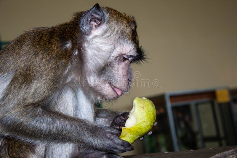 Monkey eats a PEAR stock photo. Image of wildlife, furry - 77944182