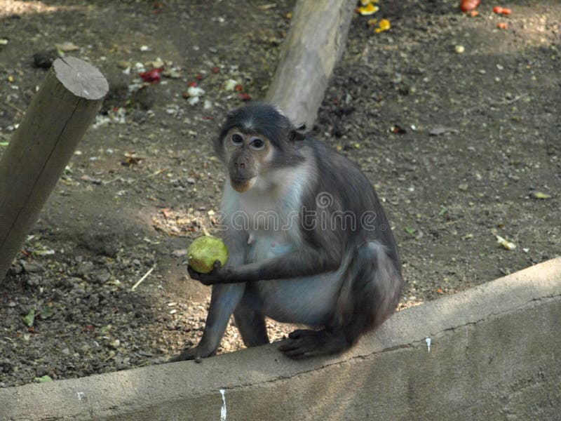 Monkey with fruit stock image. Image of mammal, eats - 265125083