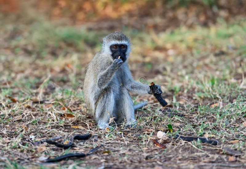 Monkey eats seeds stock photo. Image of kenya, wild, apes - 65313426