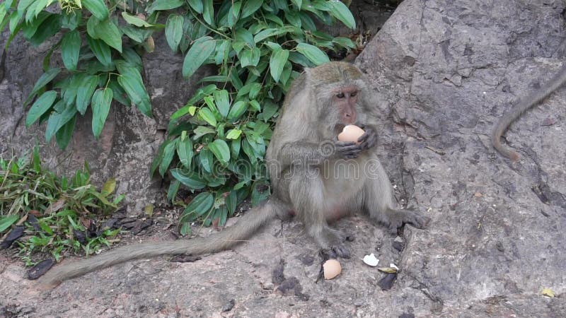 Monkey Eats a Stolen Boiled Egg. Wild Monkey Sitting on the Road Eating ...