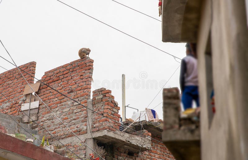 A Monkey Eats Sugar Cane in the City of Jammu on an Unfinished Brick ...