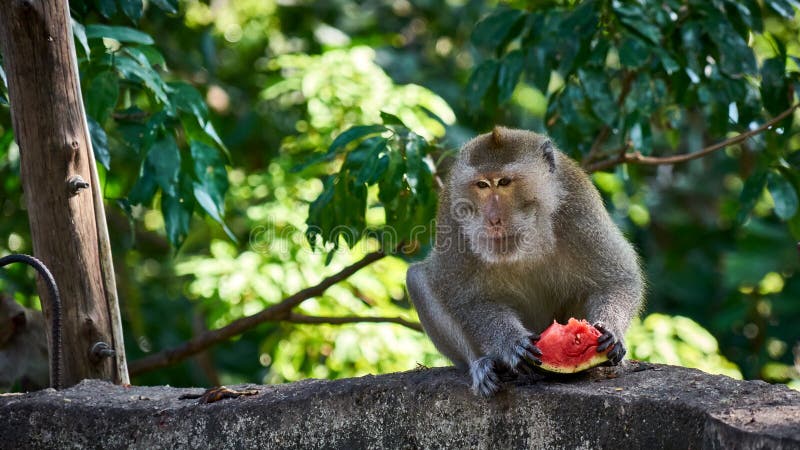 Monkey and watermelon stock photo. Image of national - 14010274