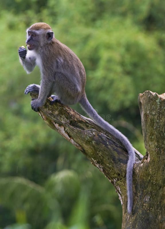 Monkey in the Edge stock image. Image of tree, wildlife - 16948167
