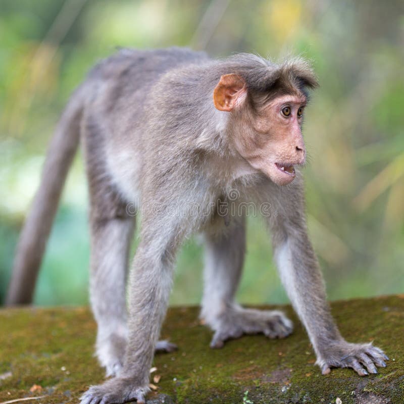 A monkey stock image. Image of backgrounds, asia, mammals - 31003193