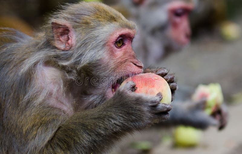 Inside of the peach stone stock image. Image of seed, peach - 988453