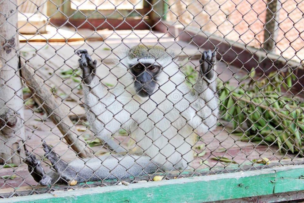 Monkey stock image. Image of imprisoned, mammals, primate - 59090101