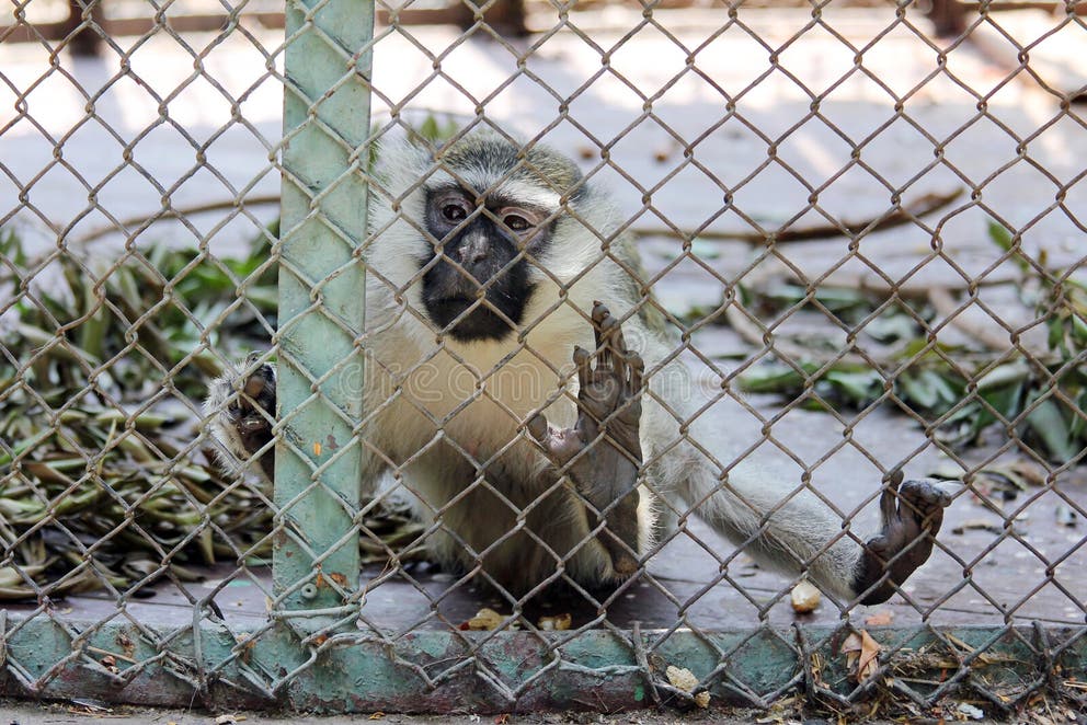 Monkey stock image. Image of desperate, forest, prisoner - 59090439