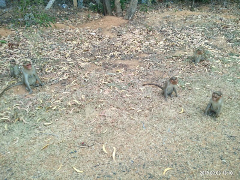 Monkey Enjoy Food and Watching Here and There Stock Image - Image of ...