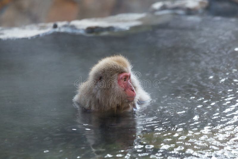 Monkey enjoy hot spring stock image. Image of nature - 67789265