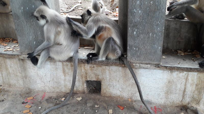 Monkey enjoy editorial image. Image of temple, monkey - 74820200