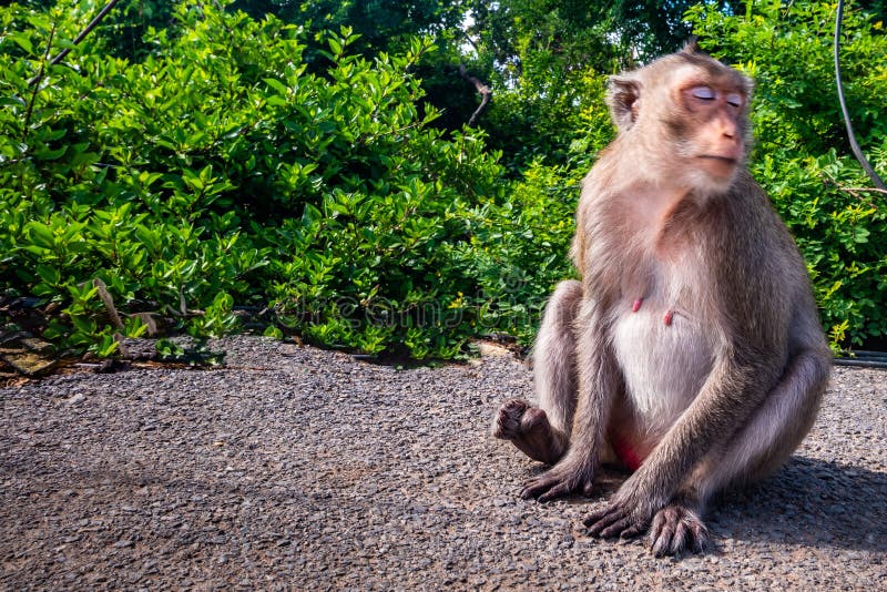 A Monkey Enjoying The Good Life In Sunset Stock Photo - Image of travel ...