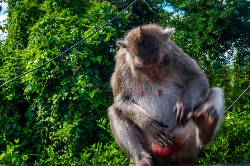 The Monkey is Enjoying His Peanut Food Stock Photo - Image of enjoying ...