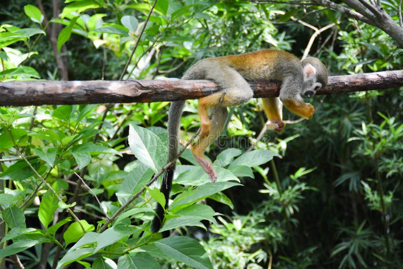 The Monkey stock photo. Image of food, enjoying, asia - 41738830
