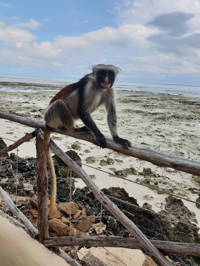 The Monkey is Enjoying His Peanut Food Stock Photo - Image of enjoying ...