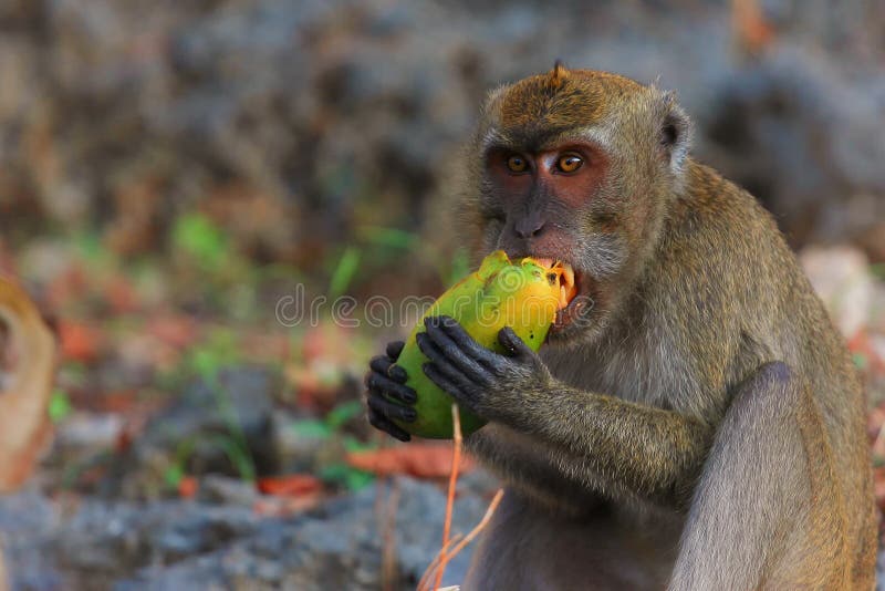 A Monkey is Enjoying a Ripe Mango Given by People at Monkey Cave Stock ...