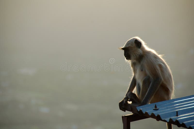Monkey enjoying view stock image. Image of sunrise, contemplate - 5851215
