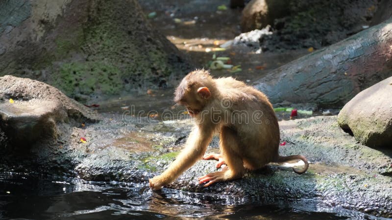 A Monkey Enjoys Drinking Water from a Stream in the Jungle Landscape ...
