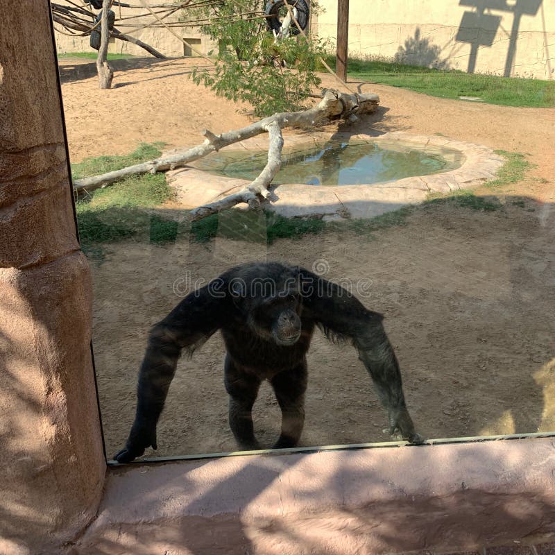 Monkey stock photo. Image of picnic, monkey, evening - 166494868