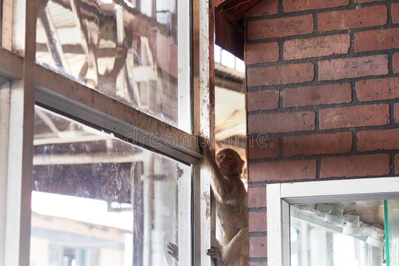 Monkey in window stock image. Image of cling, clinging - 20516263