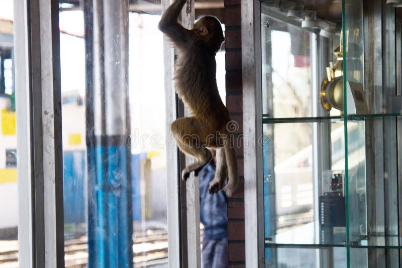 Monkey in window stock image. Image of cling, clinging - 20516263