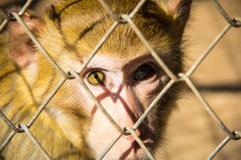 Monkey eyes stock image. Image of thinking, humble, monkey - 44352573