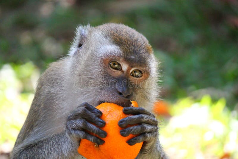 Monkey eyes stock photo. Image of asia, eyes, animals - 37794612