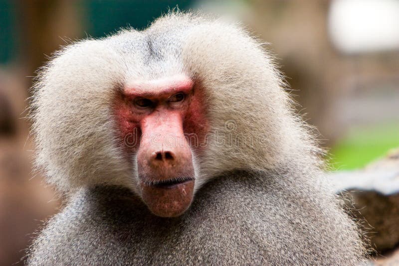 Monkey Face Stock Photography - Image: 10314772
