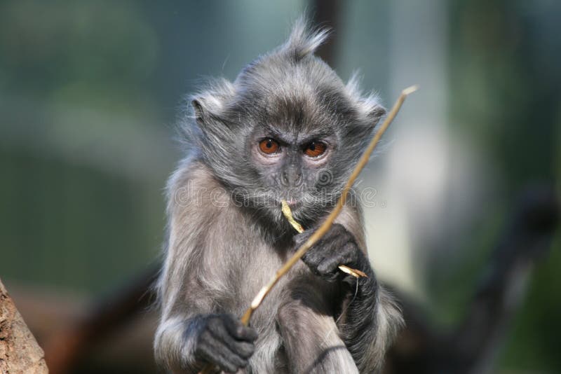 Monkey face stock photo. Image of grey, monkey, wild - 16142012