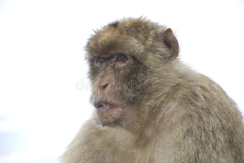 Monkey face stock image. Image of gibraltar, animal, adult - 16489231