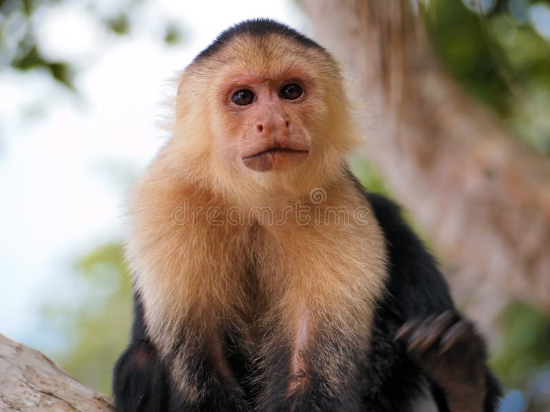 Monkey face stock photo. Image of cebus, fauna, wild - 21905442