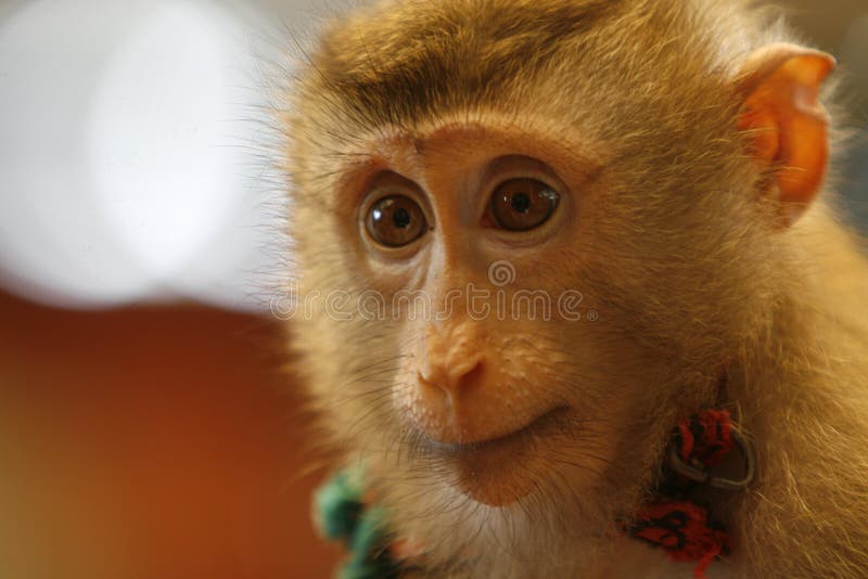 Monkey face stock photo. Image of affection, thai, land - 6255420
