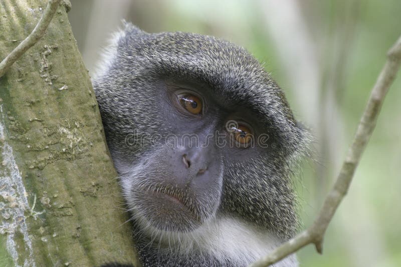 Monkey Face Picture. Image: 656973