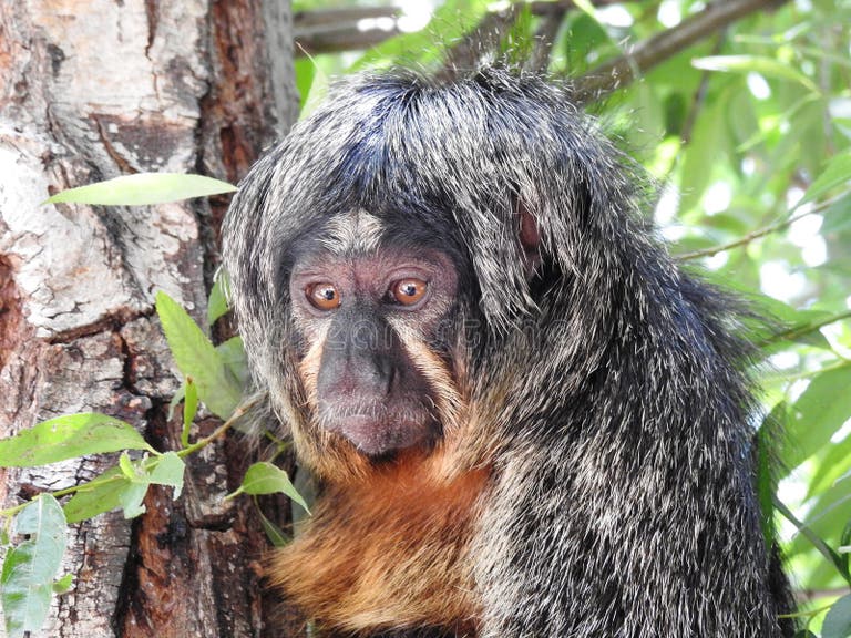 155 Cara De Terror Stock Photos - Free & Royalty-Free Stock Photos from ...