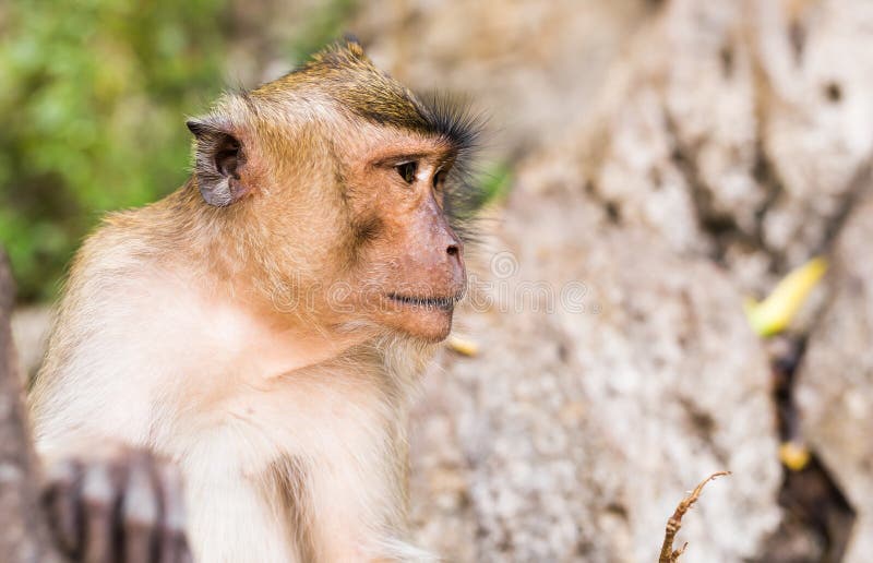Monkey face close up stock image. Image of furry, grooming - 72507961