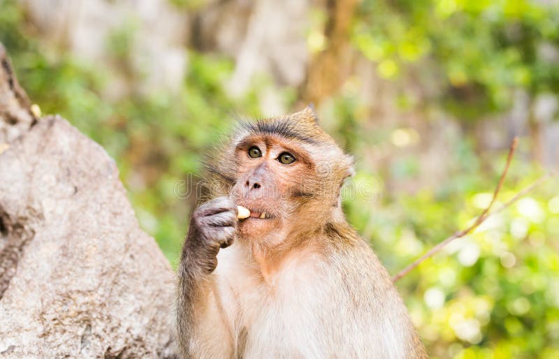 Monkey face close up stock image. Image of holding, africa - 72508107