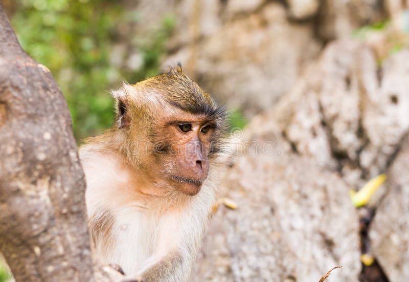 Monkey face close up stock image. Image of mother, forest - 72508269