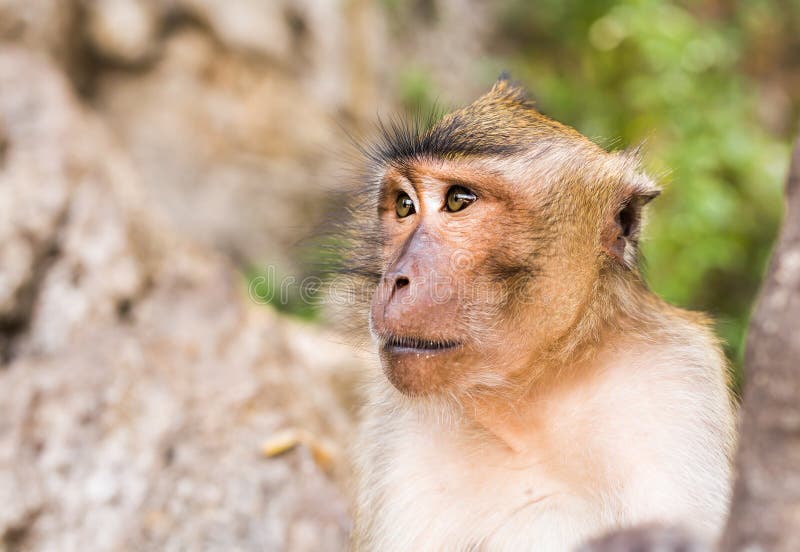 Monkey face close up stock image. Image of macaque, furry - 72508445