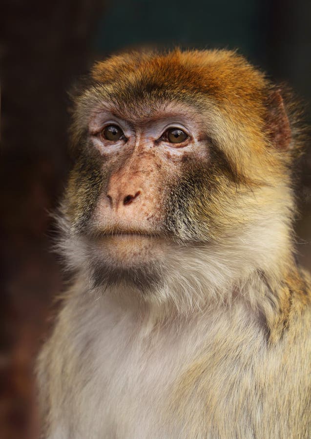 Monkey face closeup stock photo. Image of monkey, animal - 48777508