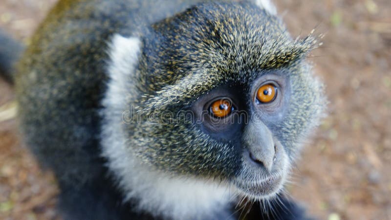 Monkey Kenya Nairobi 2016 stock image. Image of eyes - 104916771