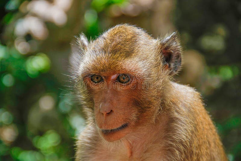 Monkey face and head stock photo. Image of wildlife - 113343538