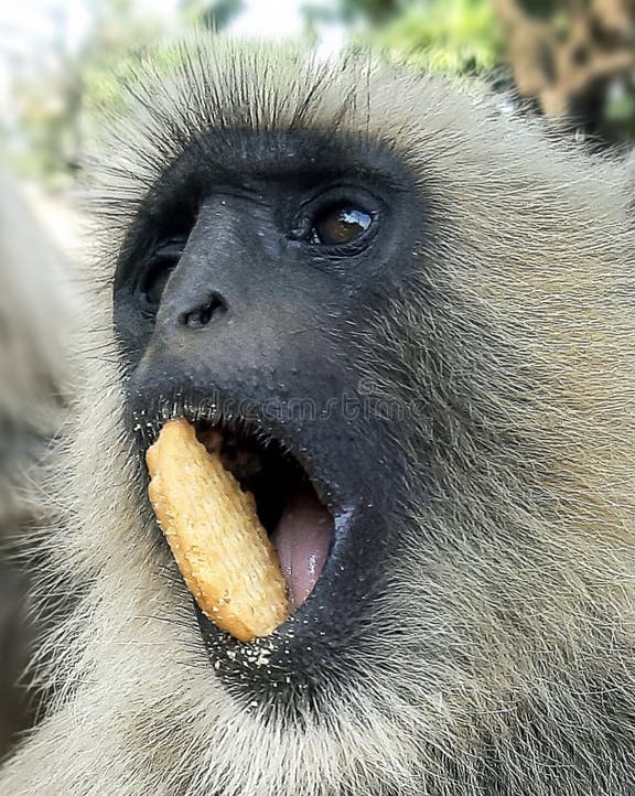 Funny monkey face stock image. Image of primate, sight - 187258613