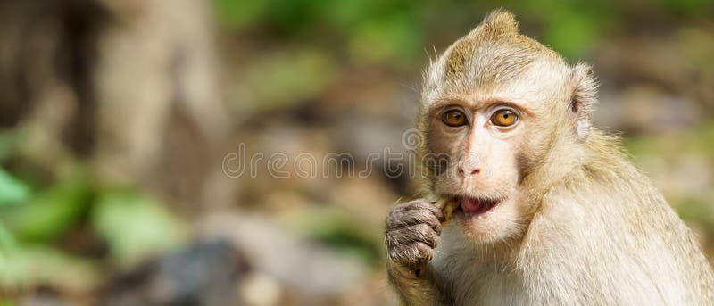 Monkey Face Looking To the Left and Space on the Left Side for Banner ...