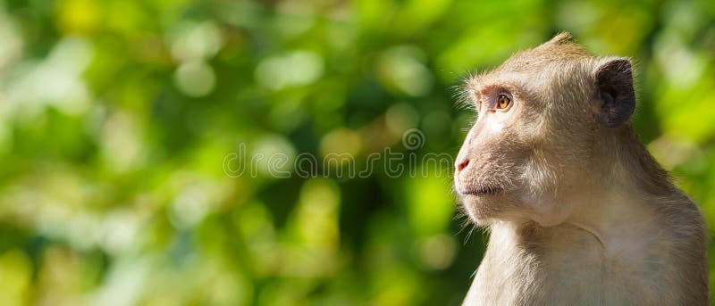 Monkey Face Looking To the Left and Space on the Left Side for Banner ...