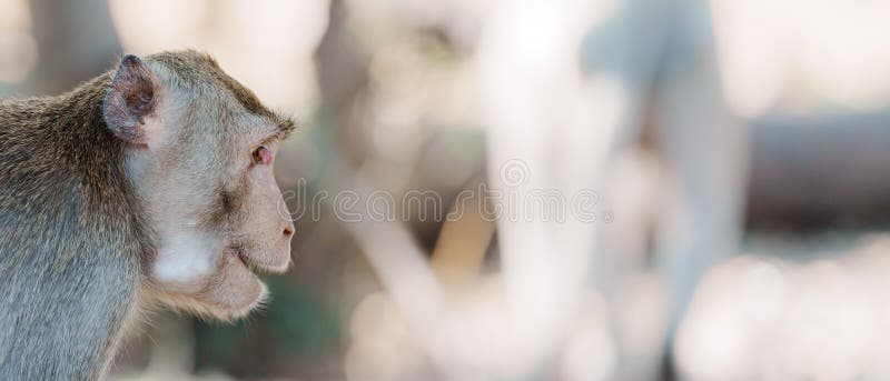 Monkey Face Looking To the Right Stock Photo - Image of face, asia ...
