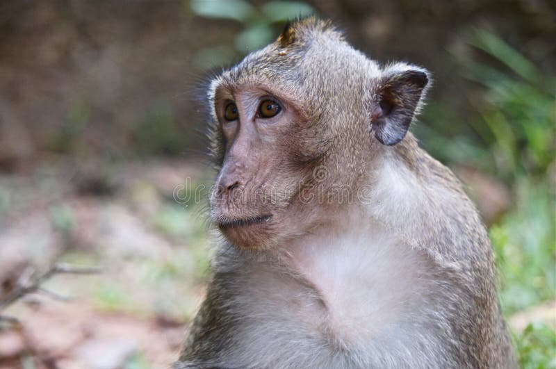 Monkey face stock photo. Image of travel, wild, exotic - 66914586