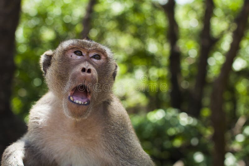 Monkey face stock image. Image of profile, animals, feeling - 95429489