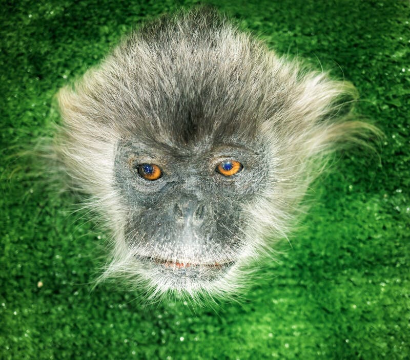 Monkey Face, the Mammal Primate in Exhibition Stock Photo - Image of ...