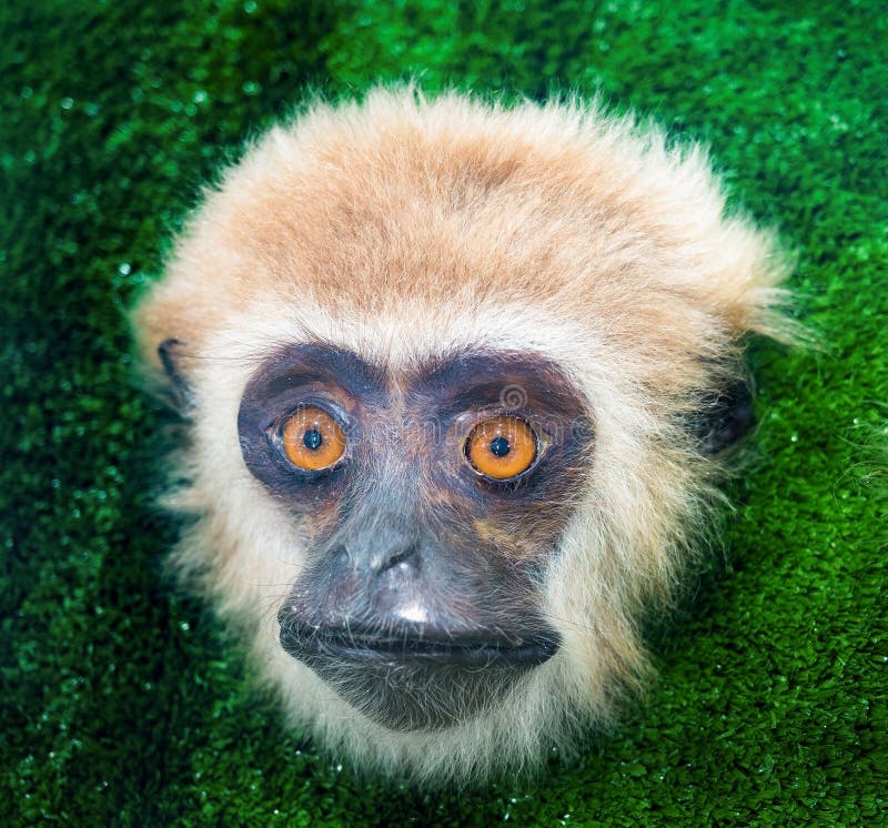 Monkey Face, the Mammal Primate in Exhibition Stock Image - Image of ...