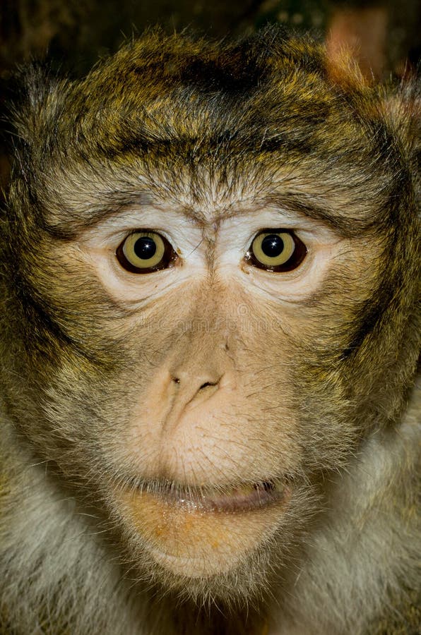 Monkey face stock photo. Image of yellow, wideeyed, portrait - 53827614