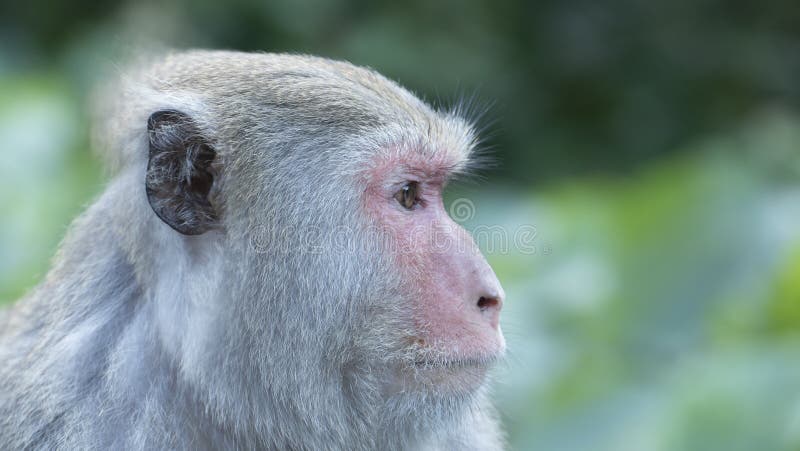 Monkey Face Portrait, Jungle Monkey Close Up Stock Photo - Image of ...
